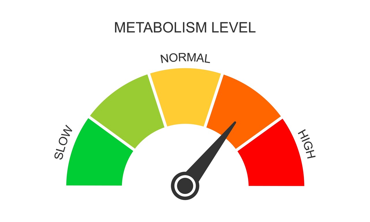 Three Stages of Metabolic Health - Poor, Moderate, and High - Being ...